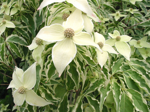 Dogwood - Wolf Eyes | Canadian Gardener