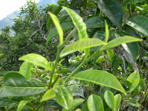 All Products | Lane Xang