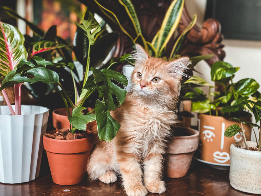 Matcha - Cat “Gardener” in Training