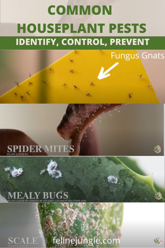 Houseplant Pests Control & How to Identify Them