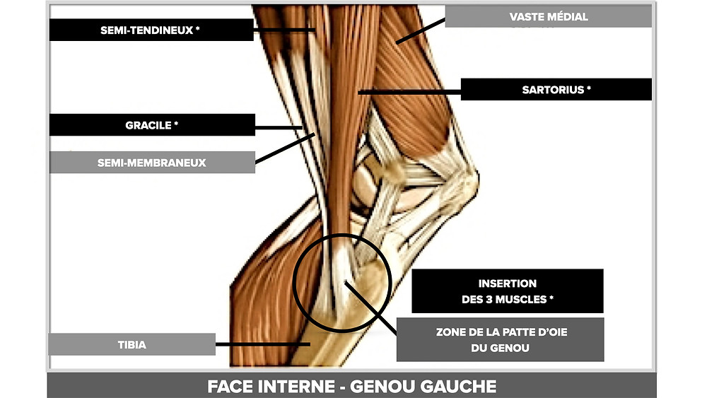 LES DOULEURS À LA PATTE D'OIE DU GENOU (syndrome ou tendinite)