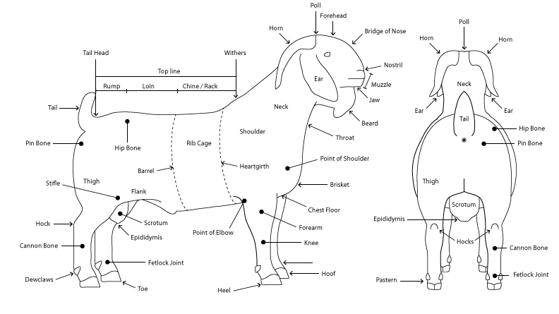 Anatomy of the Boer Goat