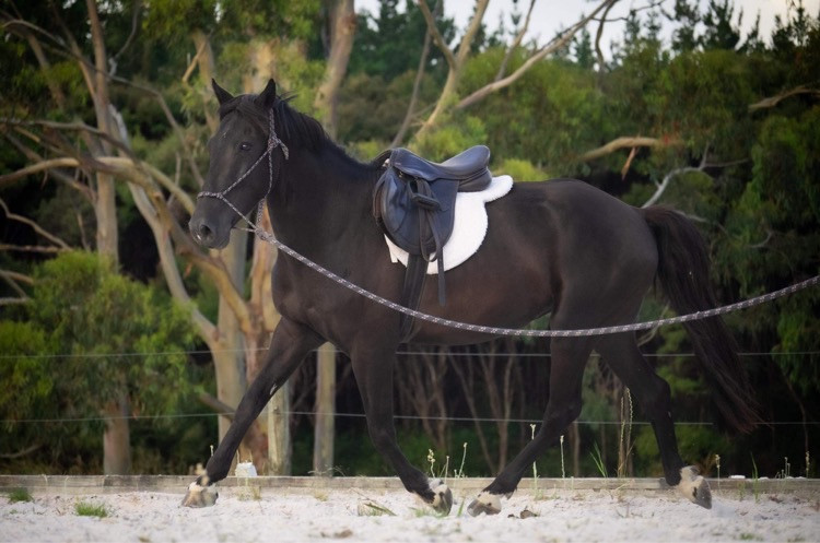 Starting & schooling in our horses farm | Driftwood Equestrian ...