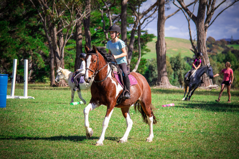 Horse Riding Lessons | Driftwood Equestrian | Kerikeri, bay of islands