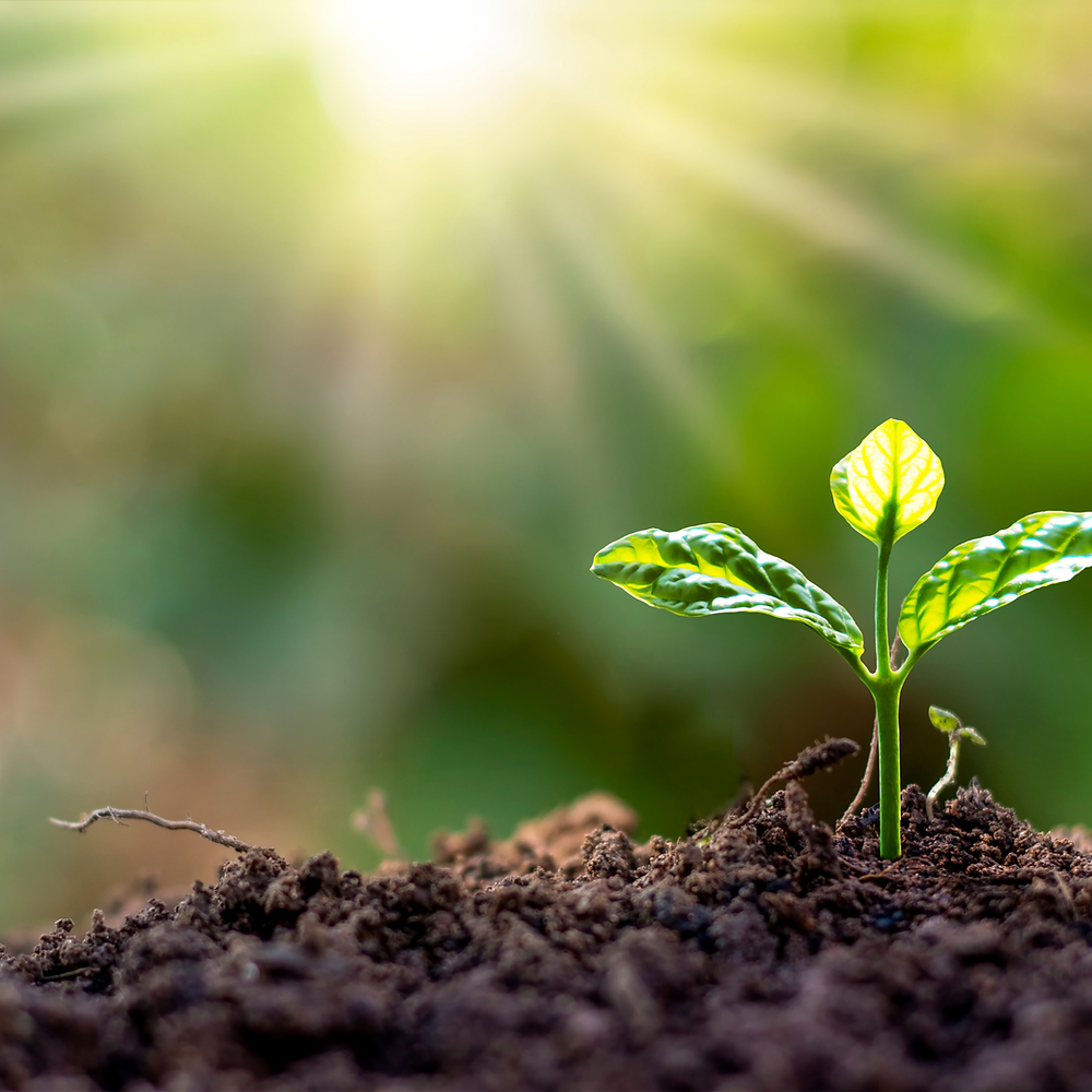 Learning & Growing Me