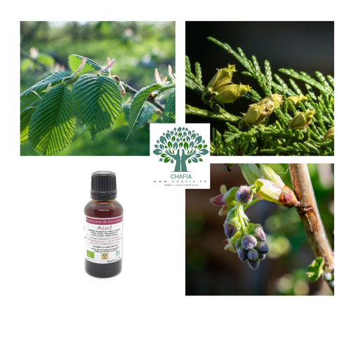 Complexe de bourgeons BIO | gemmothérapie | Acné | Chafia.fr