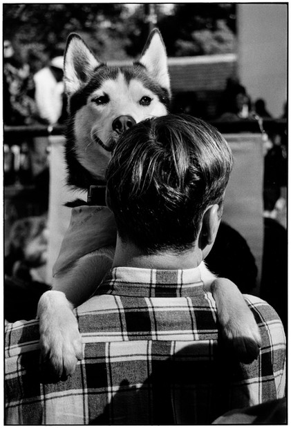 Dogs | Elliott Erwitt
