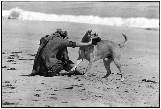 Dogs | Elliott Erwitt