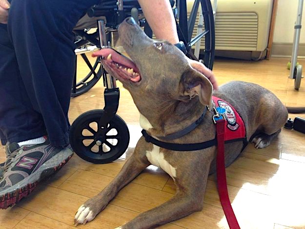 Why Breed Matters in Service Dogs