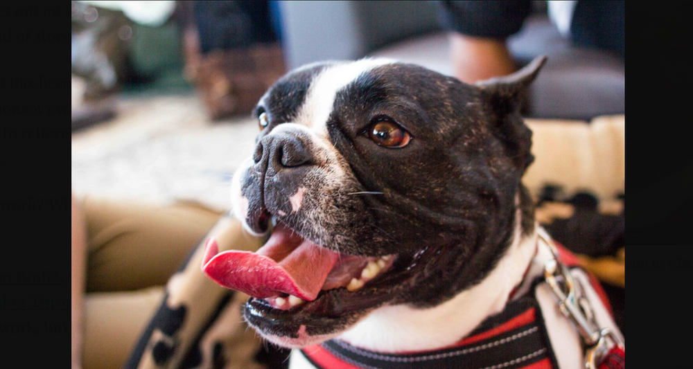 10 Amazing Facts about Dogs