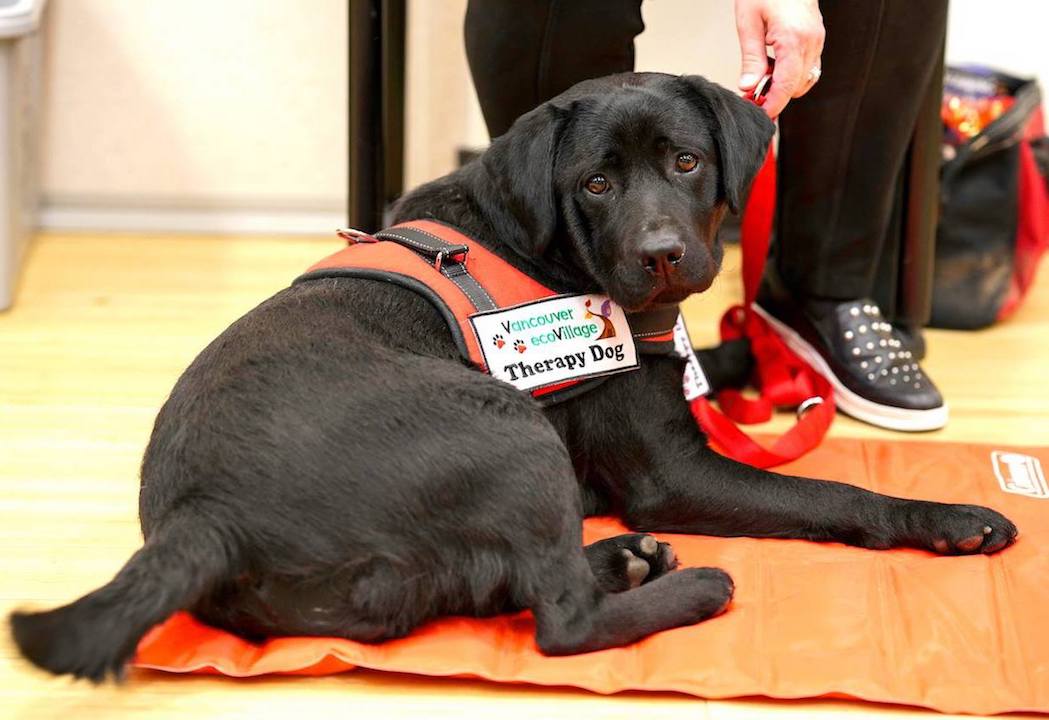 THERAPY DOGS