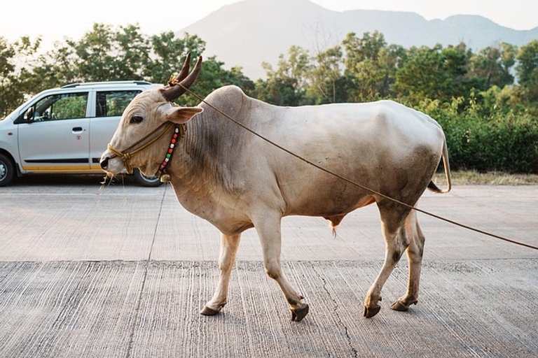 Un toro se "robo" una moto en la india y se viralizó en redes