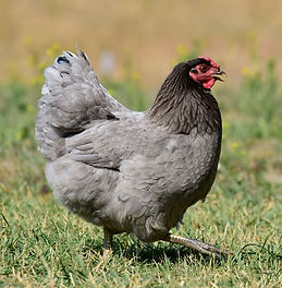 Chickens | brimsfarmandgarden