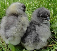 Chickens | brimsfarmandgarden