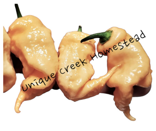THOR'S HAMMER Pepper Seeds Super Hot 1.5+ Million Scoville Rare ...