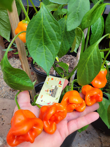 Tangerine Tiger Pepper Seeds Mild & Fruity Great Taste Productive W ...