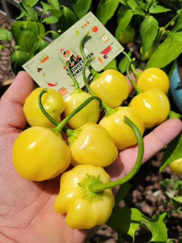 Sugar Rush Cream Chili Pepper Seeds Unique Creek Homestead | Unique ...