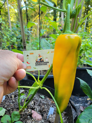 Sweet Golden Triple Delight Pepper Seeds Large 7-9" Bull Horn Shape ...