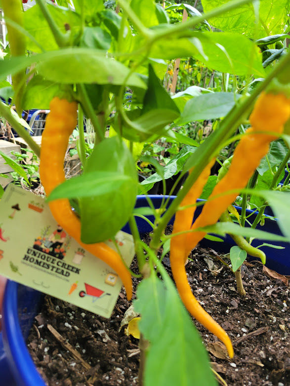 Hot & Sweet Pepper Seeds | Unique Creek Homest