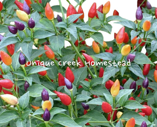 Firecracker Pepper Seeds Ornamental Edible 30,000-45,000 Scoville SHU ...