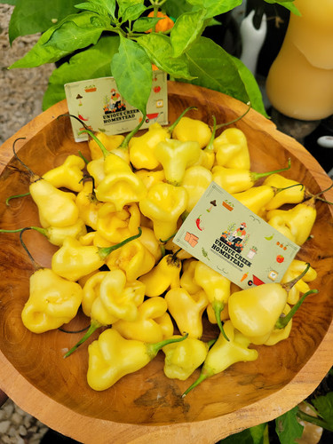 Aji Fantasy White Pepper Seeds 5,000-30,000 Scoville SHU Chili | Unique ...