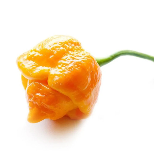 Trinidad Moruga Scorpion Orange SUPER HOT Chili Pepper Seeds | Unique ...