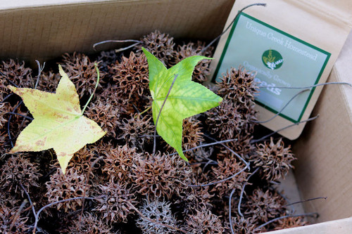 Sweet Gum Tree SEED PODS Witches Burr Organic Naturally Grown | Unique ...