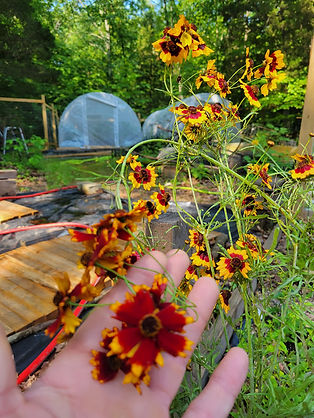 Unique Creek Gardens | Unique Creek Homest