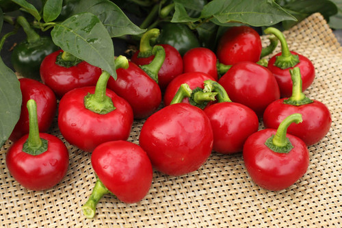Red Cherry Bomb HOT Pepper Organic Seeds | Unique Creek Homest