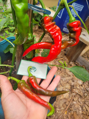 Jimmy Nardello Sweet Chili Pepper Seeds Italian Italy Organic Unique ...