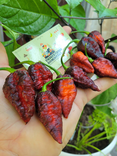 NAGA TIGER DD Pepper Seeds Super HOT 1.3+ Million Scoville | Unique ...