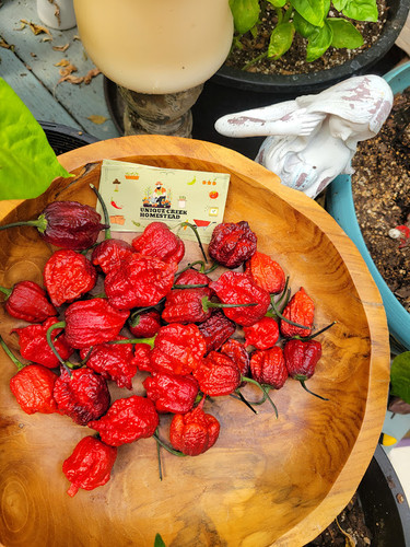 ORION Pepper Seeds Super Hot 1.5+ Million Scoville Rare | Unique Creek ...