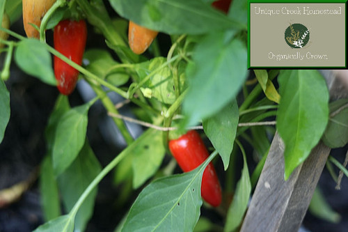 Cascabel Chili Pepper Organic Seeds | Unique Creek Homest