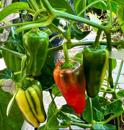 Candy Cane Pepper Seeds Variegated Beautiful Plants Productive 5,000 ...