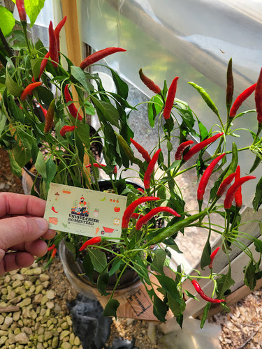 Takanotsume HAWKS CLAW Pepper Seeds HOT Chili 50,000+ Scoville | Unique ...