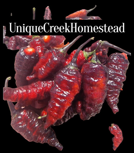 Black NAGA TWISTER Pepper Seeds SUPER HOT 1,000,000+ Scoville | Unique ...
