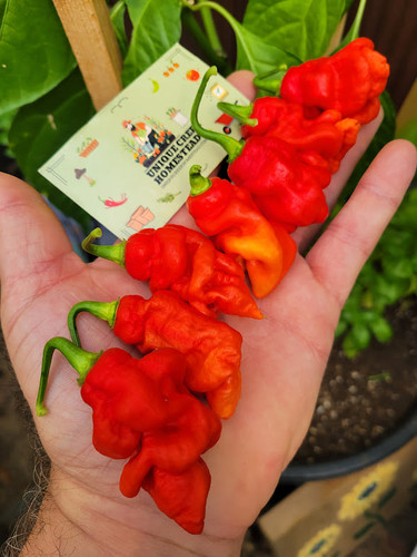 RED Pepper X Pepper Seeds Super HOT 1.5+ Million Scoville | Unique ...