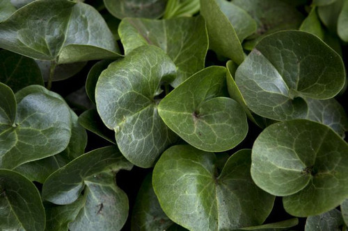 Plants for Sale | Better Planting