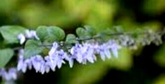 Plants for Sale | Better Planting