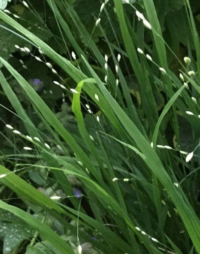 Plants for Sale | Better Planting