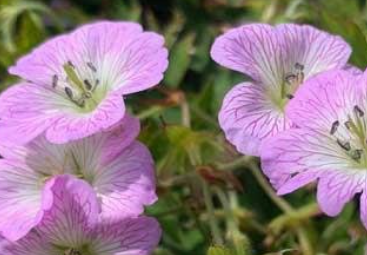 Plants for Sale | Better Planting