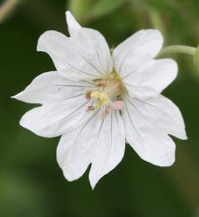 Plants for Sale | Better Planting