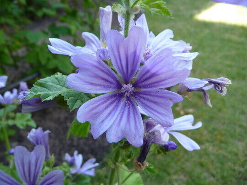 Plants for Sale | Better Planting