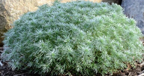 Plants for Sale | Better Planting