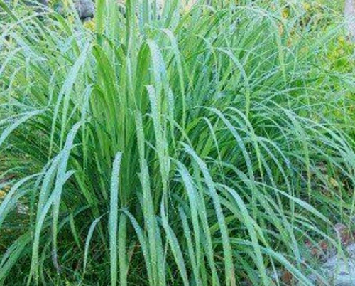 Plants for Sale | Better Planting