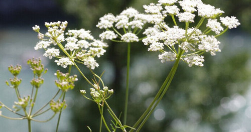 Plants for Sale | Better Planting