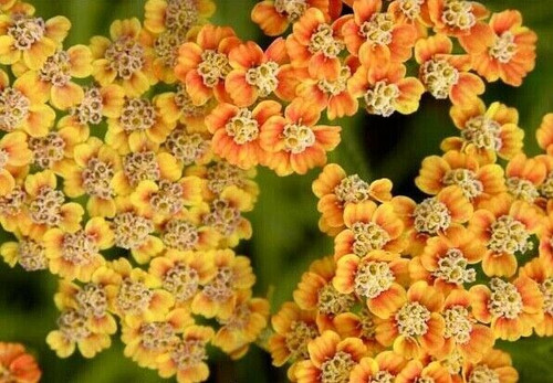 Plants for Sale | Better Planting