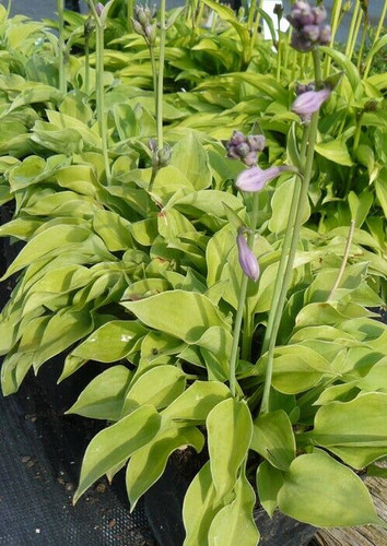Plants for Sale | Better Planting