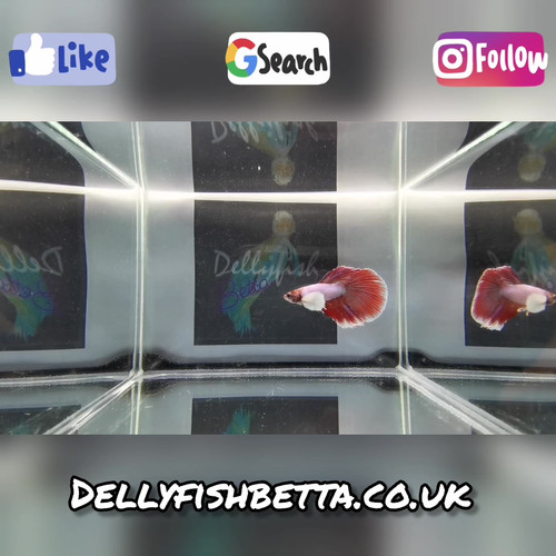 Halfmoon Cambodian Red Dumbo Male | Dellyfishbetta