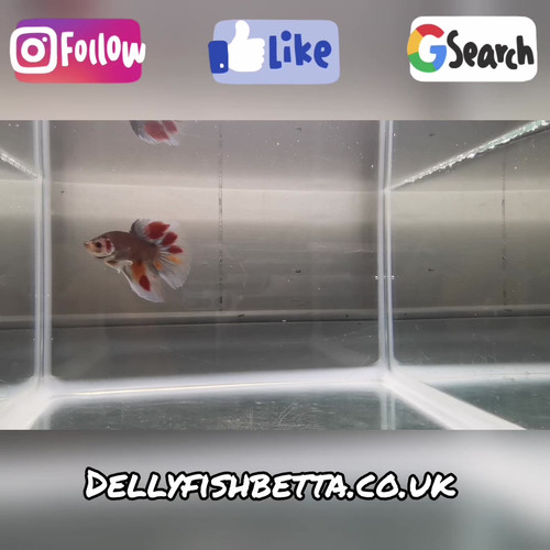Super Delta Transparent Koi Male | Dellyfishbetta